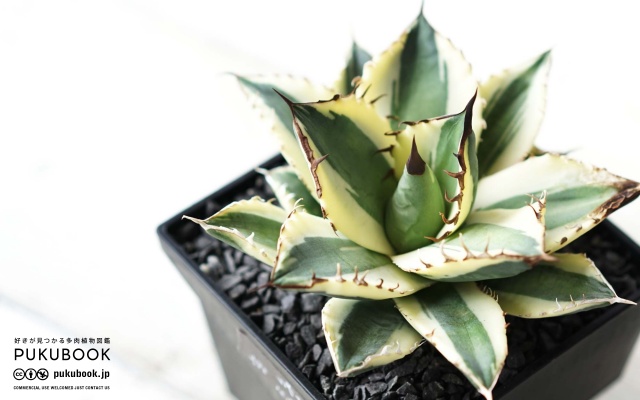 勝手に Succulent Of The Year 2022！ PUKUBOOKが選ぶベスト多肉ランキング｜PUKUBOOK