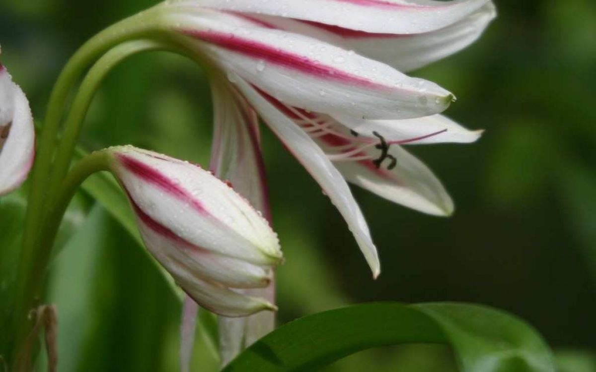 クリナム scabrum Crinum scabrum｜多肉植物図鑑 PUKUBOOK(プクブック)