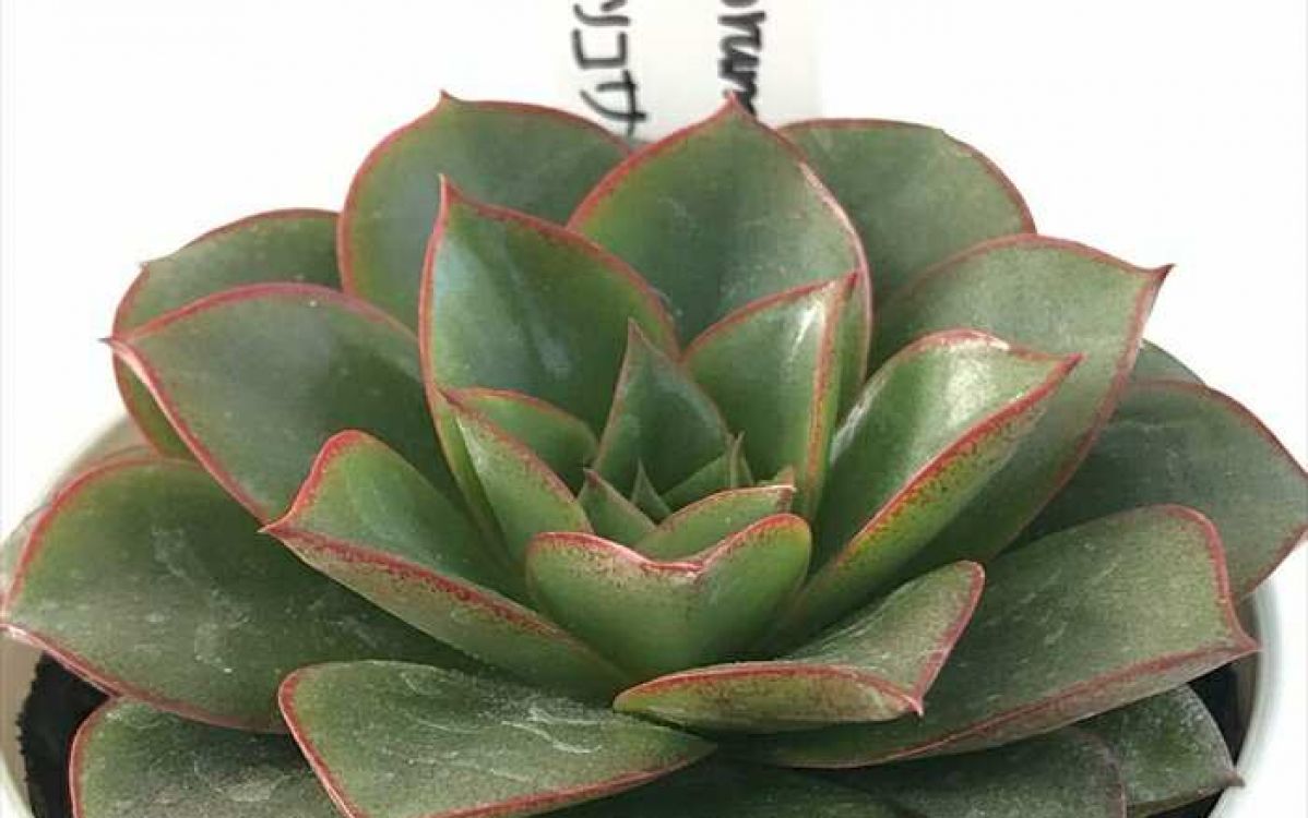 エケベリア calycosa Echeveria calycosa｜多肉植物図鑑 PUKUBOOK(プクブック)