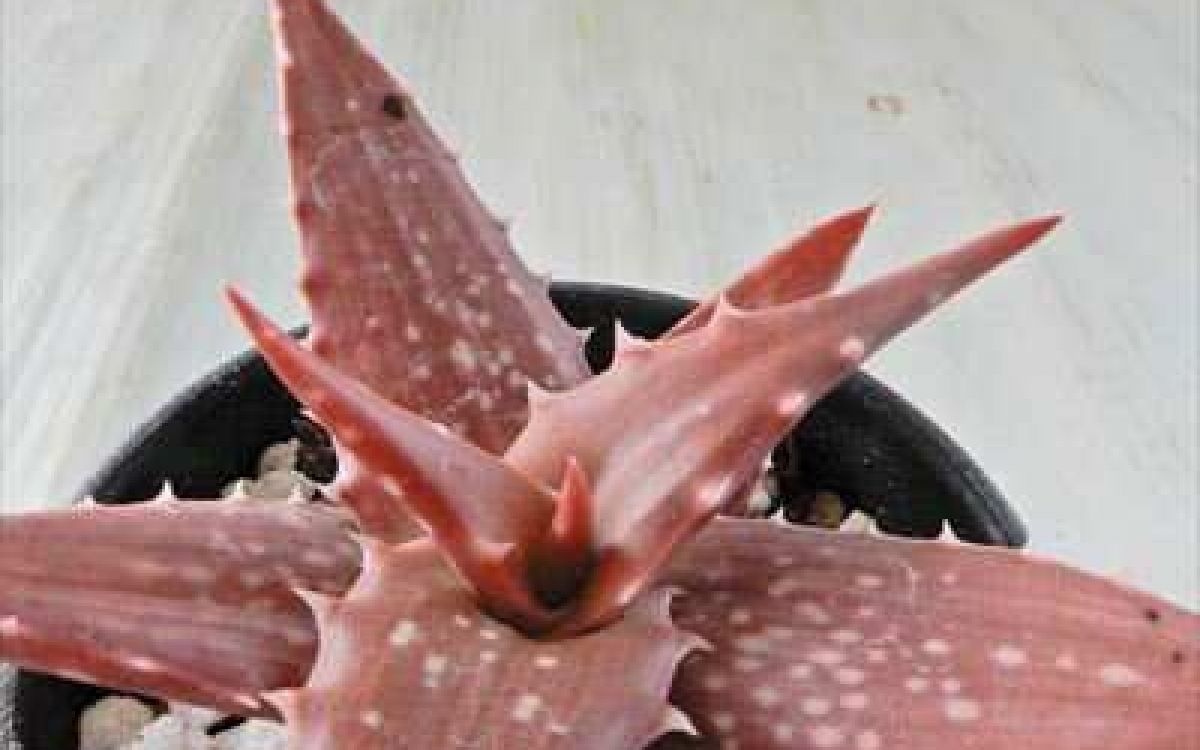 アロエ bussei Aloe bussei｜多肉植物図鑑 PUKUBOOK(プクブック)