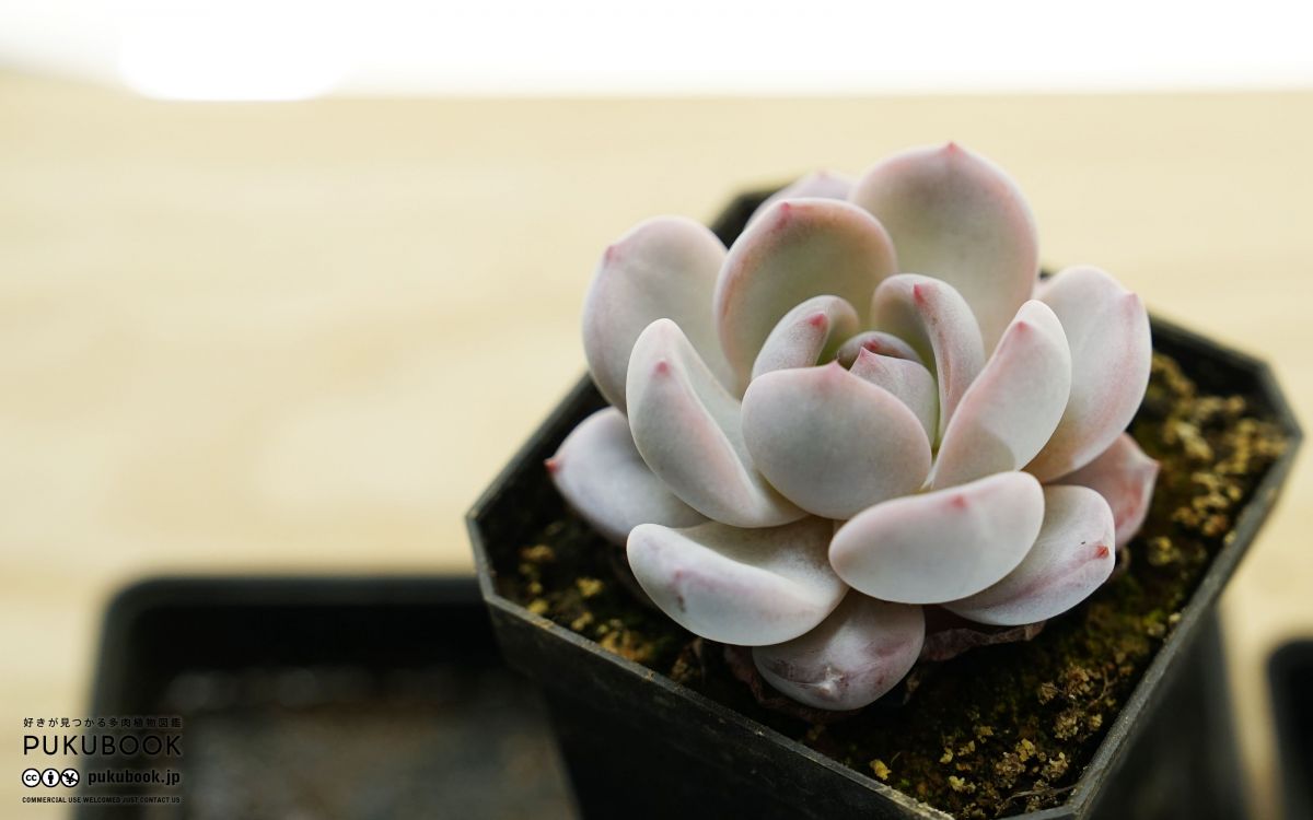 エケベリア 美夢 Echeveria 'Mei Meng'｜多肉植物図鑑 PUKUBOOK(プクブック)